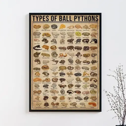 Types Of Ball Pythons Poster Ball Python Lover Gift Ball Python Art ...